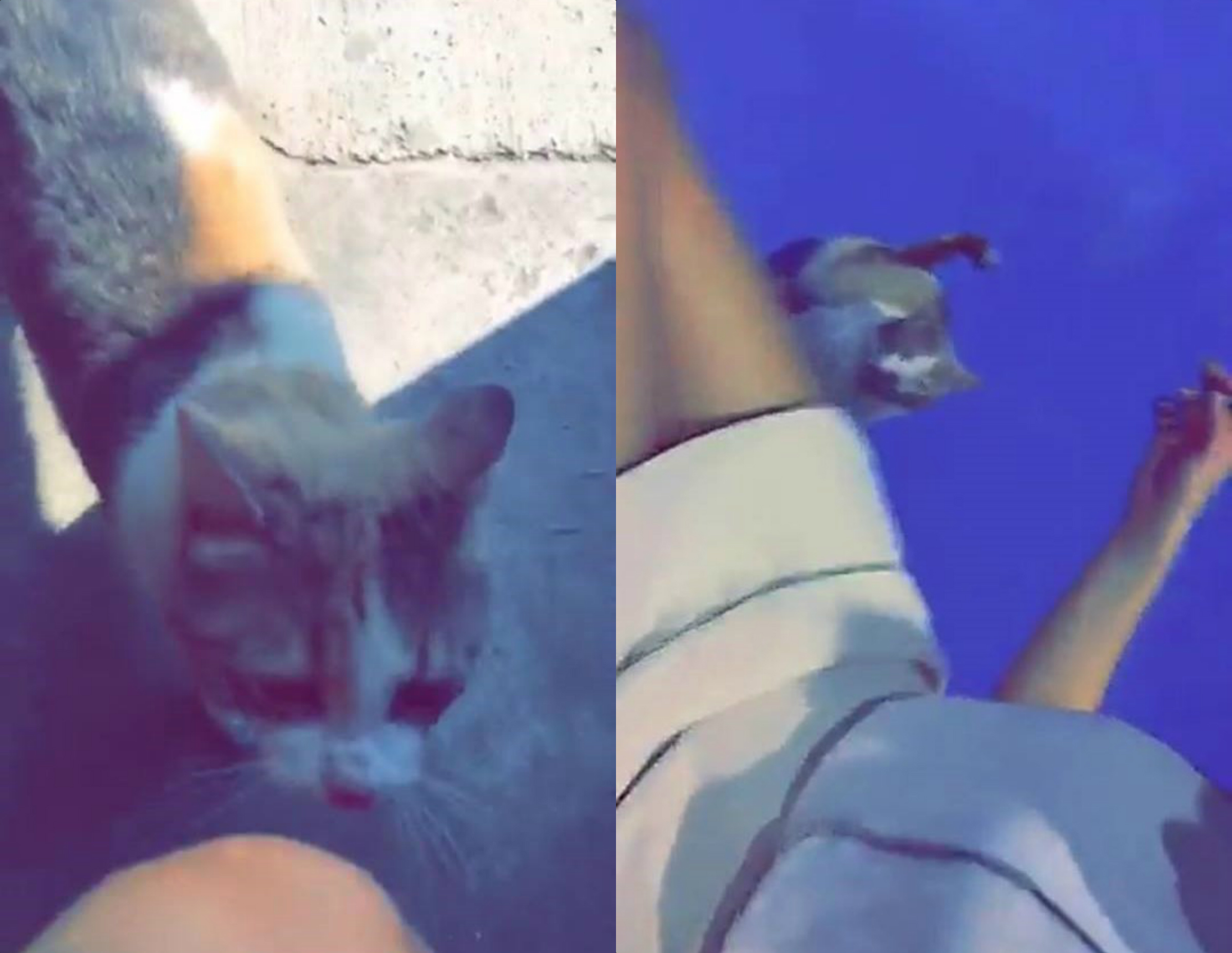 Kafshët jo vetëm në rrugë; Shikoni kush hyri në studion e 'E Diell' - Showbiz dhe TV