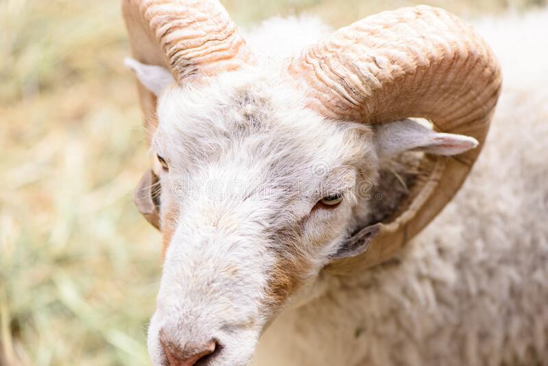 Rasti i rrallë: Dashi dënohet me 3 vjet burg - Sot Rasti i rrallë: Dashi dënohet me 3 vjet burg - Sot